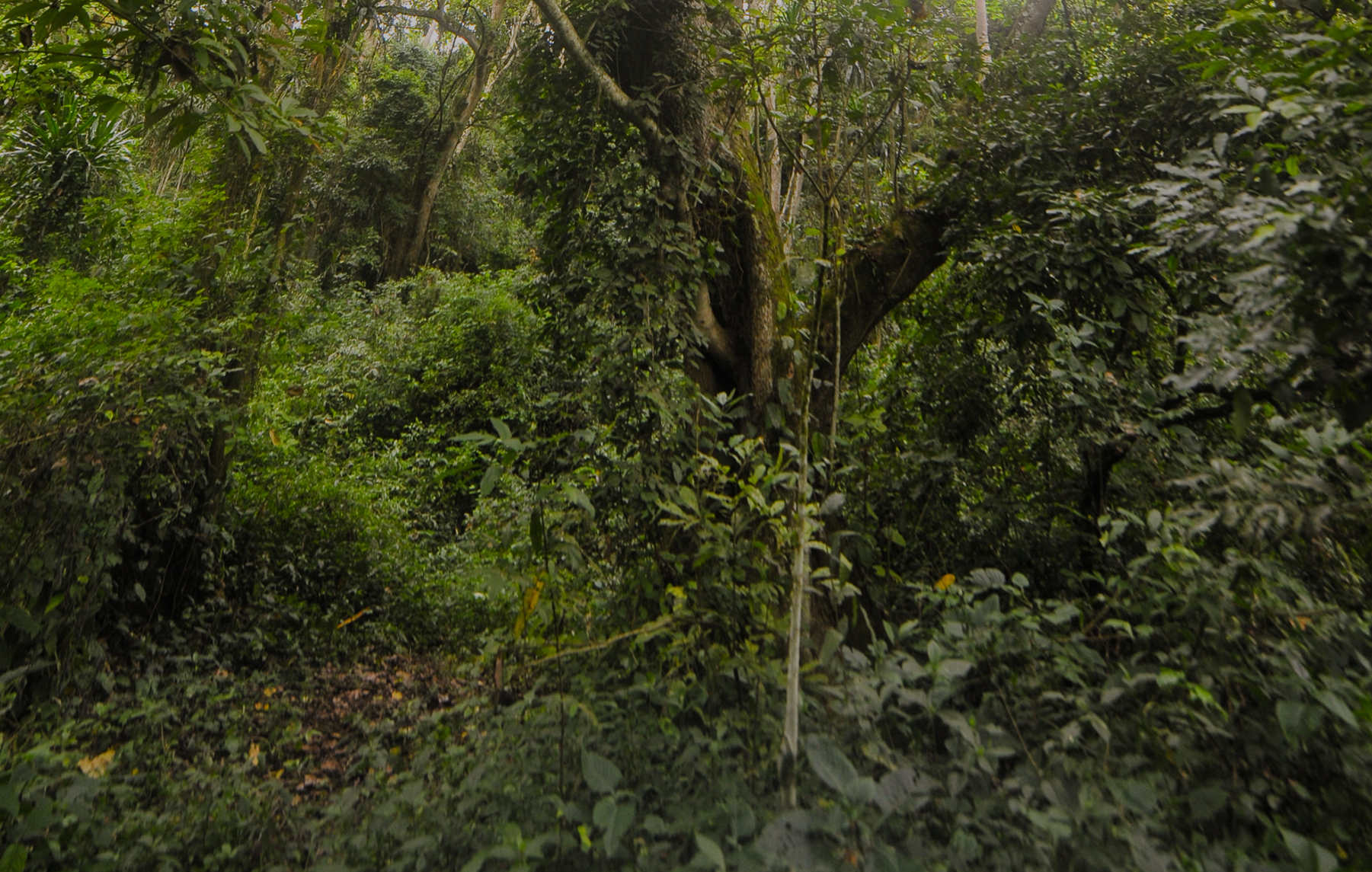 Kyaninga Forest Foundation – KFF